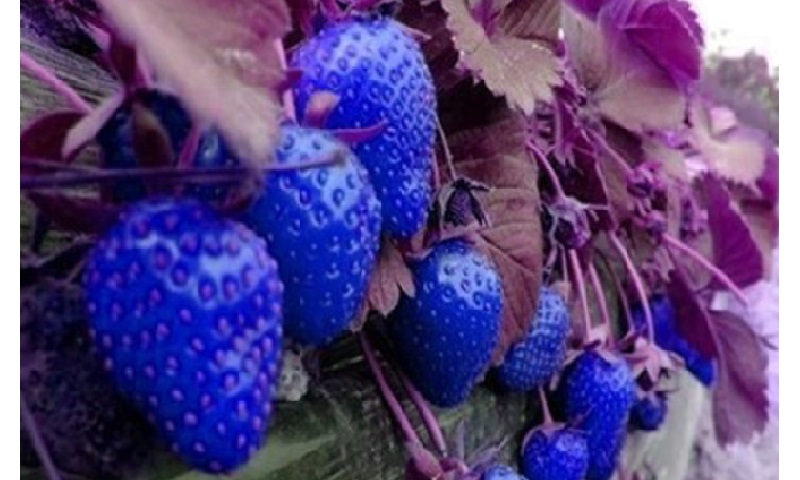 Voici Comment Cultiver Et Récolter Des Fraises Bleues… Très Facile À Faire, Et Délicieux