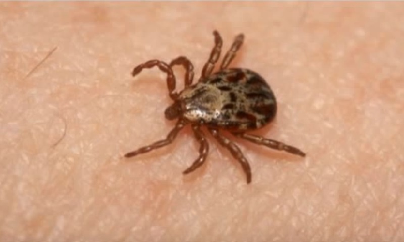 Voici Comment Éviter D'Être Piqué Par Une Tique... Une Astuce Facile ...